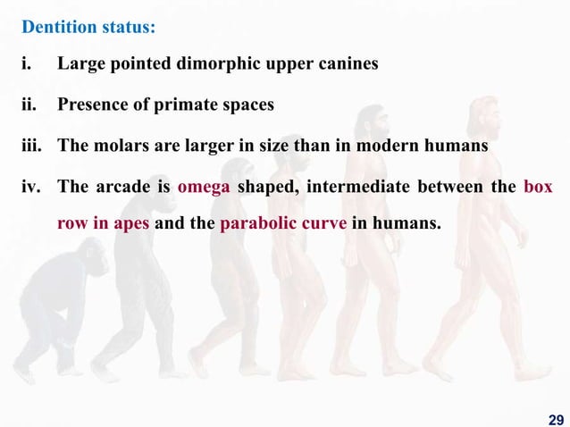 4.human evolution | PPTX | Geology | Science