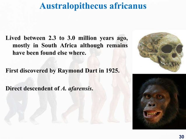 4.human evolution | PPTX | Geology | Science