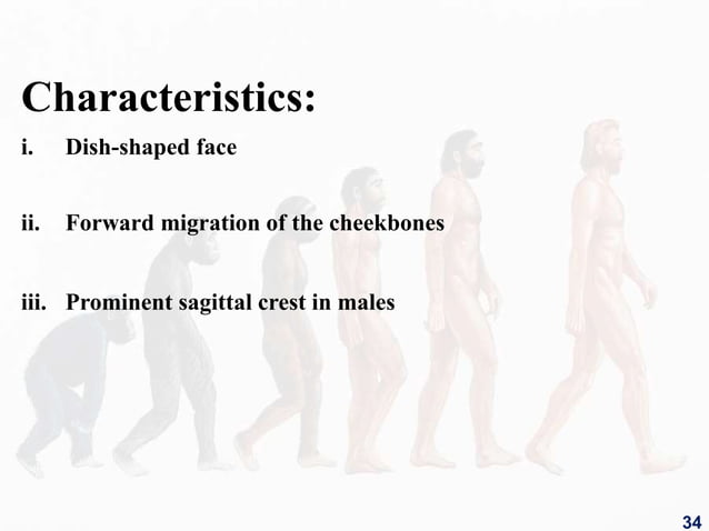 4.human evolution | PPTX | Geology | Science