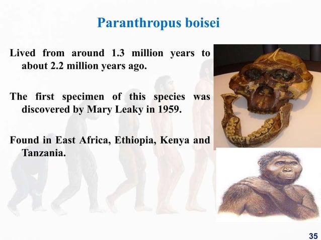 4.human evolution | PPTX | Geology | Science