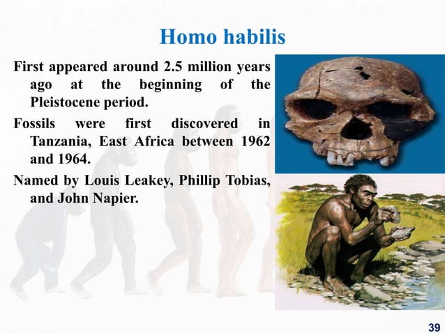 4.human evolution | PPTX | Geology | Science