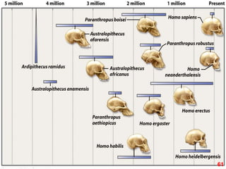 4.human evolution | PPTX