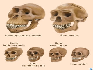 4.human evolution | PPTX