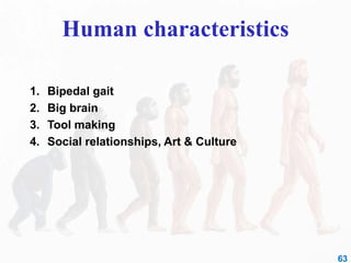 4.human evolution | PPTX