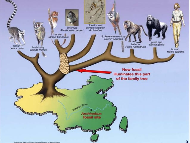4.human evolution | PPTX | Geology | Science
