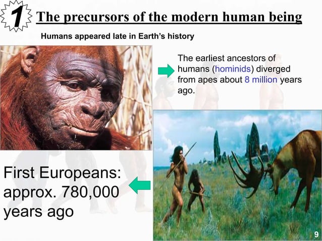4.human evolution | PPTX | Geology | Science