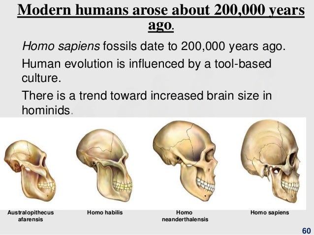 4.human evolution