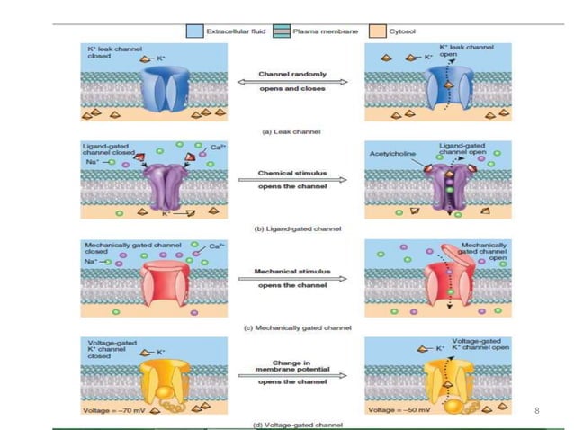 4.ion channels & secondary messengers | PPTX | Biological Sciences ...