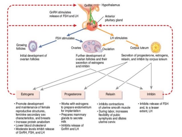 4. Oral contraceptives