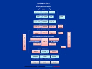 Anatomía y Fisiología del Cerebelo - AVC | PPTX