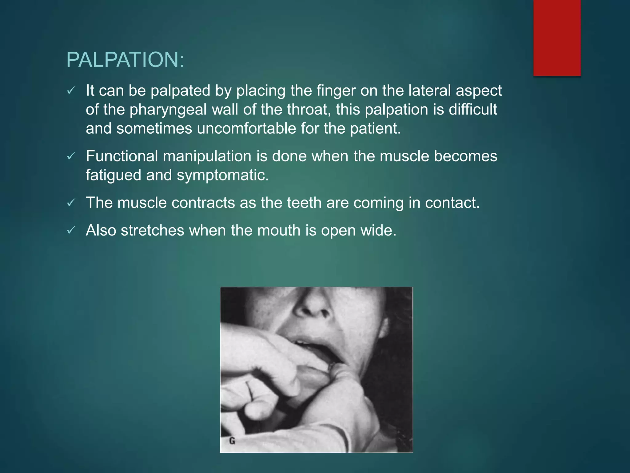 Muscles of Mastication | PPTX