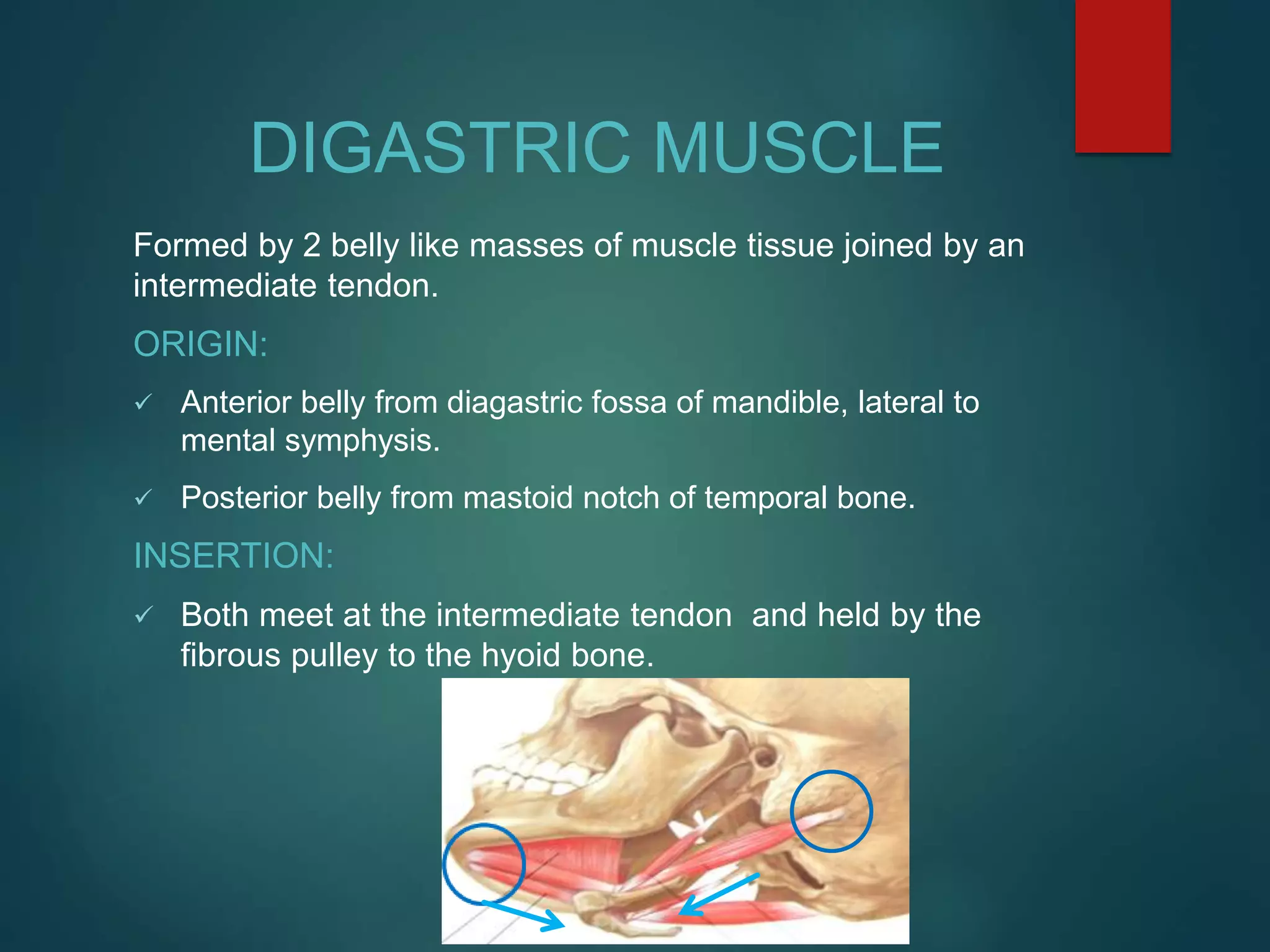 Muscles of Mastication | PPTX