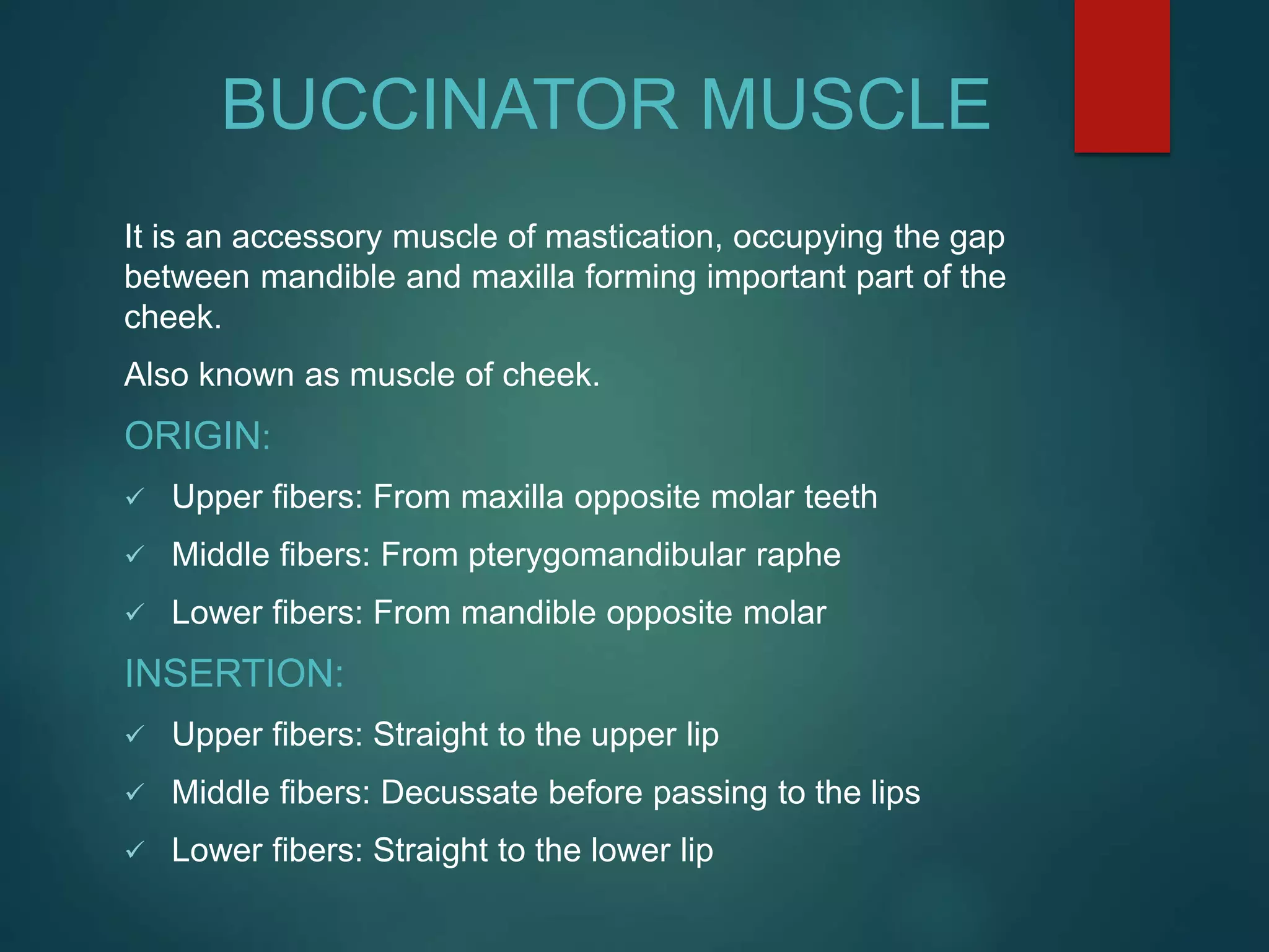 Muscles of Mastication | PPTX