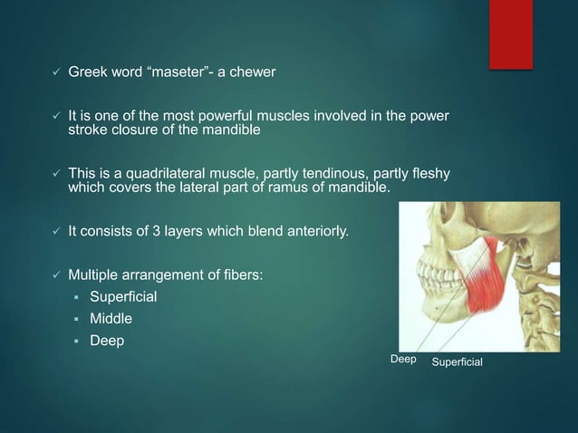 Muscles of Mastication | PPTX | Dental Health | Diseases and Conditions