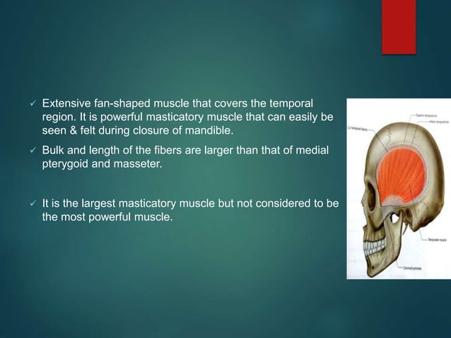 Muscles of Mastication | PPTX | Dental Health | Diseases and Conditions