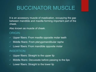 Muscles of Mastication | PPTX