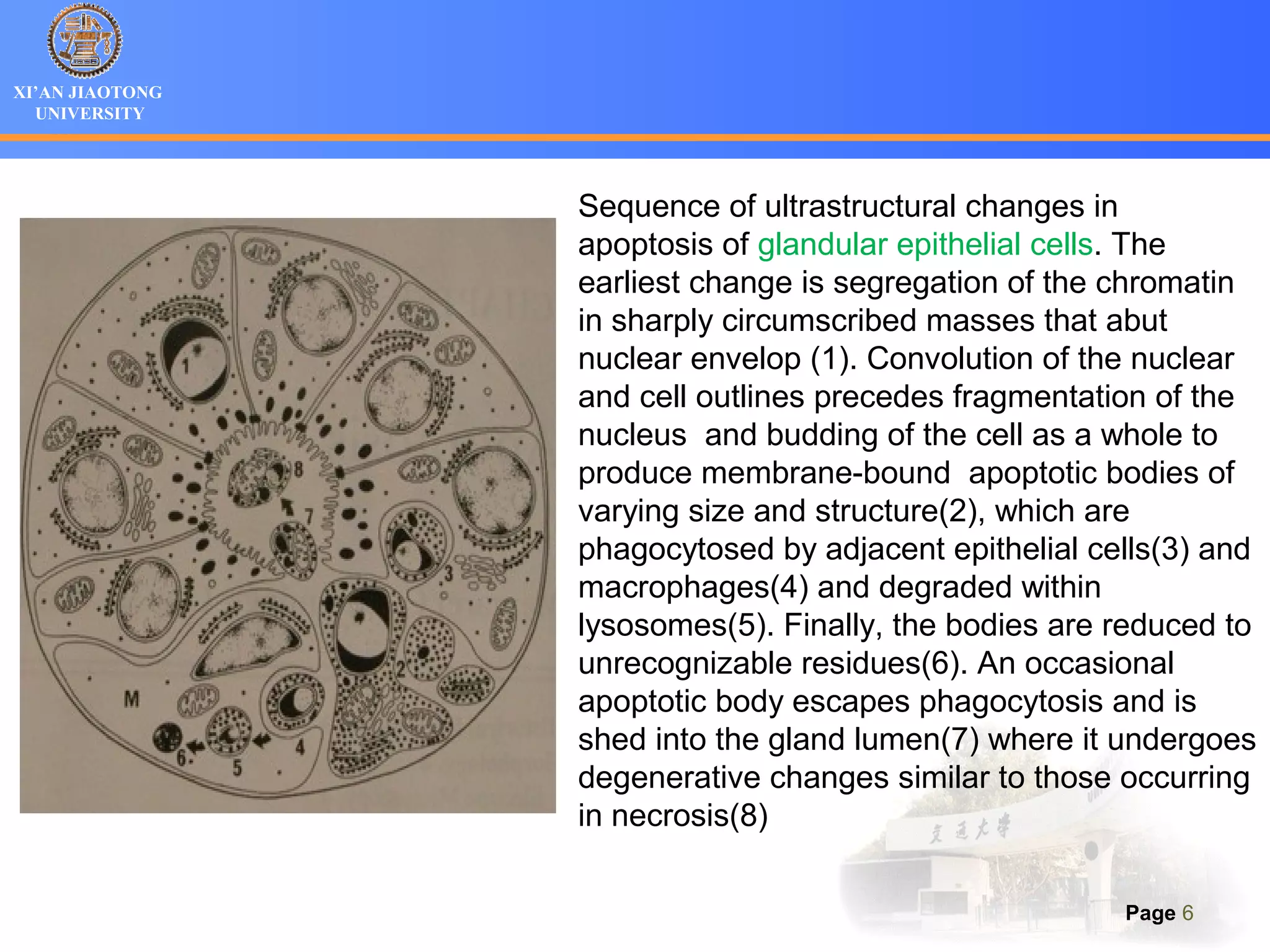 4.pathology apoptosis2016 | PPT