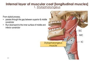 Anatomy of pharynx | PDF