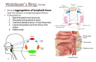 Anatomy of pharynx | PDF