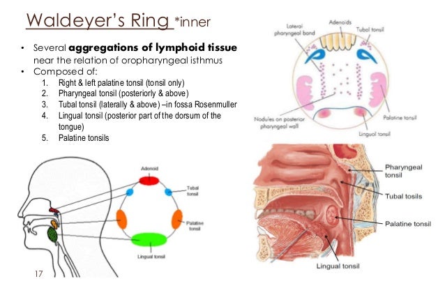 Anatomy of pharynx