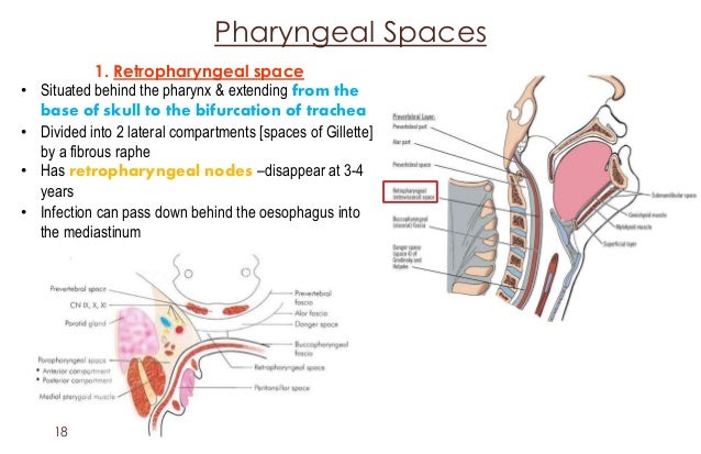 Anatomy of pharynx