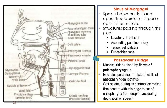 Anatomy of pharynx