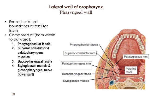 Tonsillar Fossa Nerve – Tonsillar Fossa – EGEX