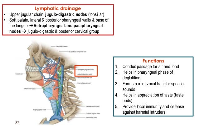Anatomy of pharynx