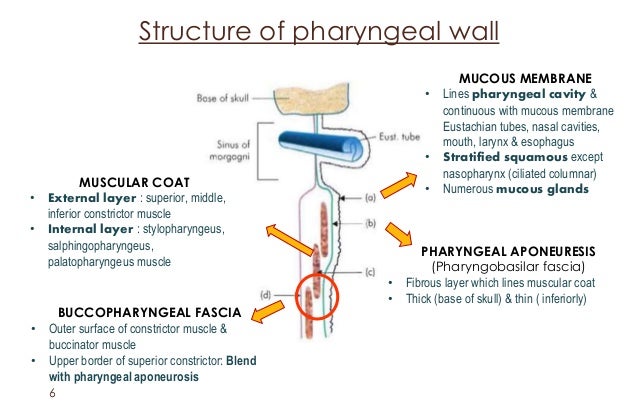 Anatomy of pharynx