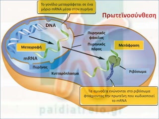 Πρωτεΐνες και διατροφή | PPT