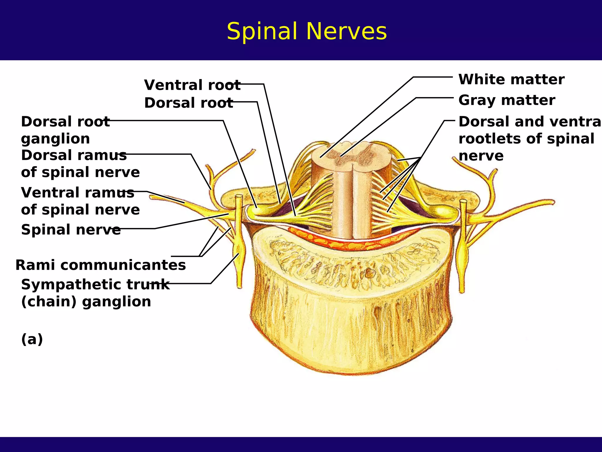 4.nervous system part 2 | PDF