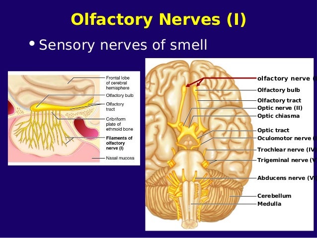 4.nervous system part 2