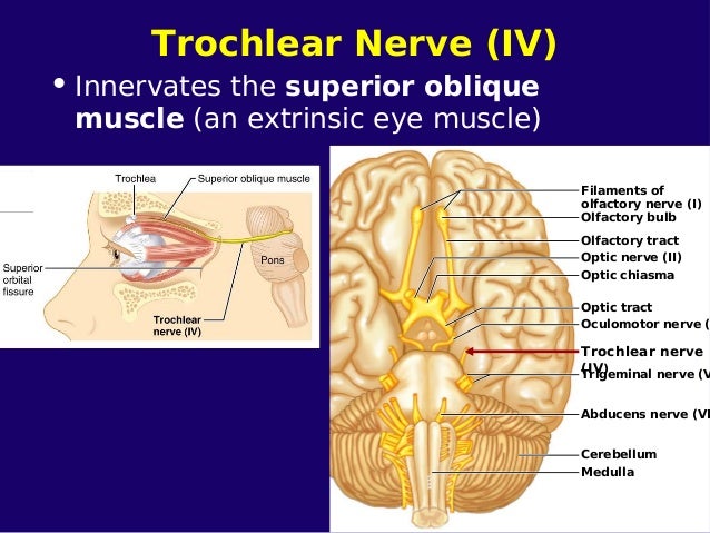 4.nervous system part 2