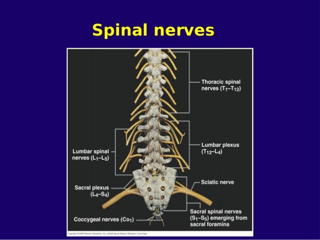 Rami Spinal Nerve Model
