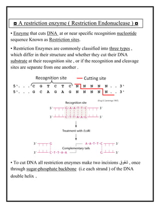 Restriction Enzymes | PDF