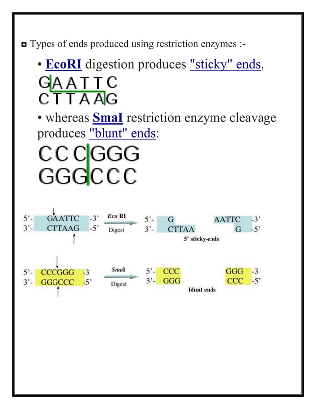 Restriction Enzymes | PDF