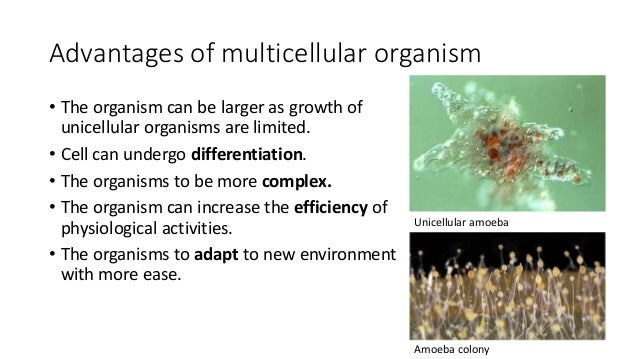 4.2 4.3 biological structure and advantages of multicellular organism…