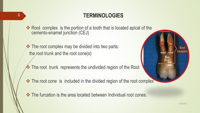 4.furcation involvement and its treatment | PPTX | Dental Health ...