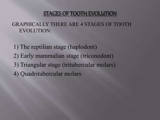 development of dentition and occlusion | PPTX