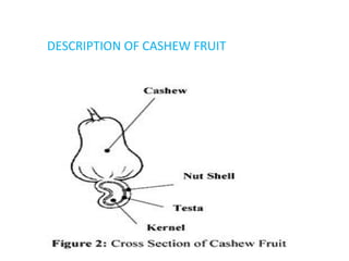 4.cashew processing | PPT
