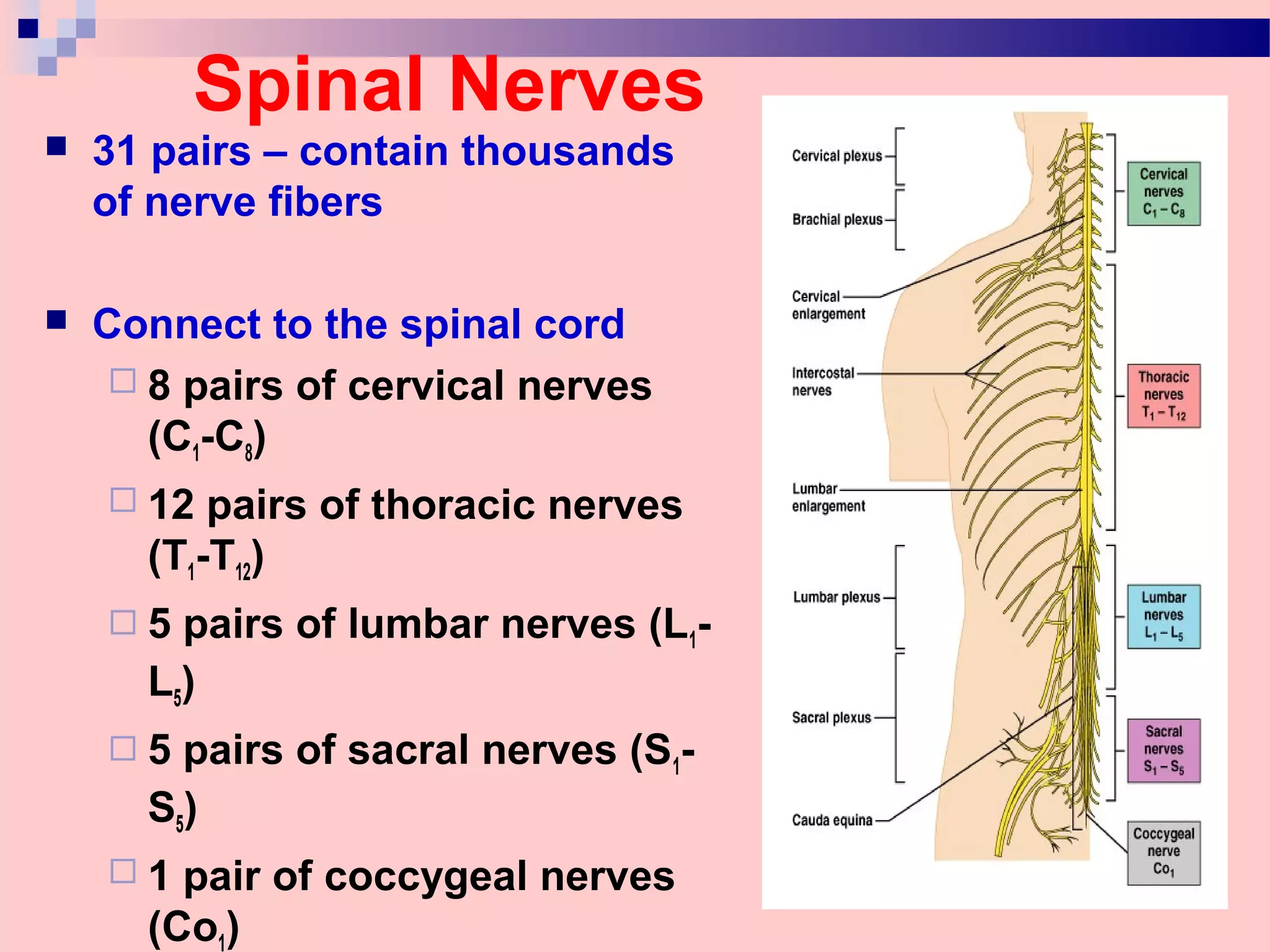 Blood supply & innervation of upper limb | PPT