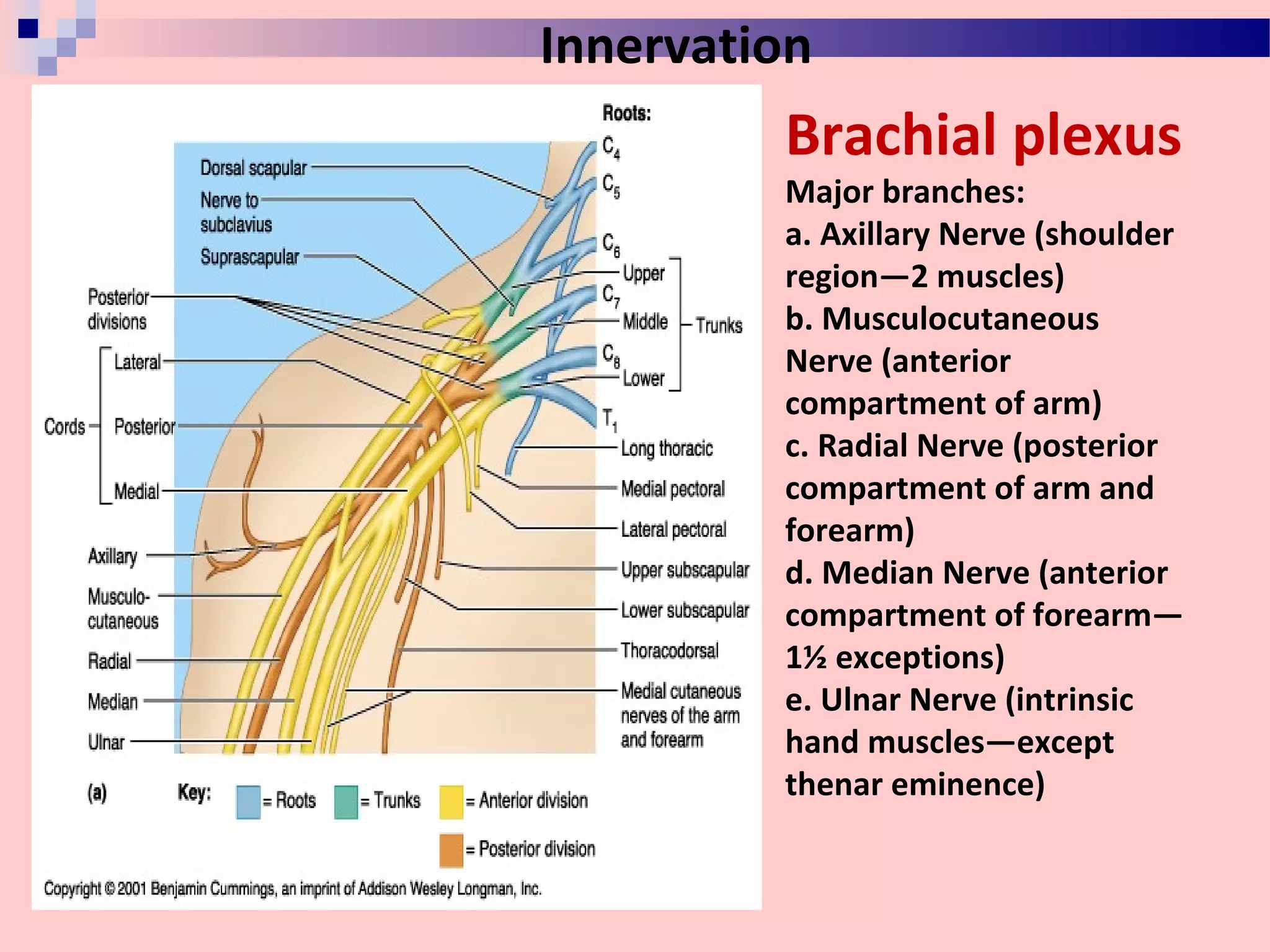 Blood supply & innervation of upper limb | PPT