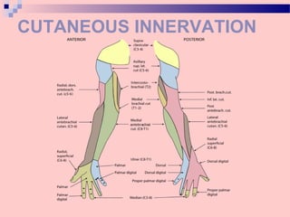 Blood supply & innervation of upper limb | PPT