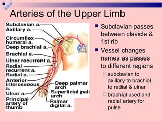 Blood supply & innervation of upper limb | PPT