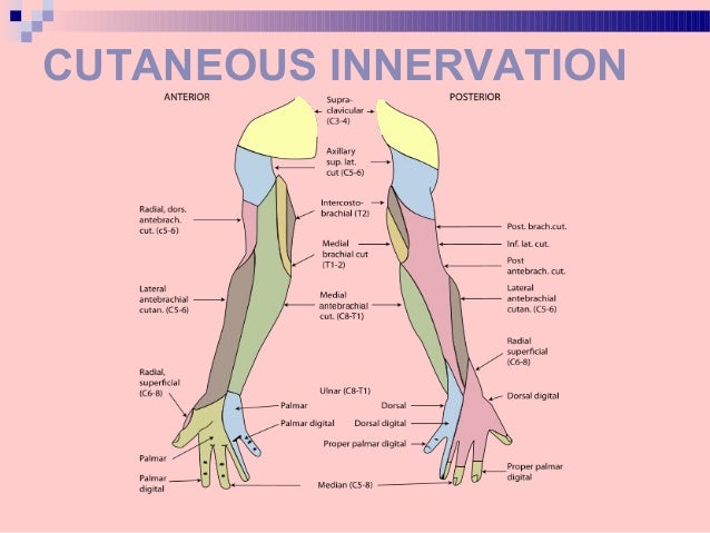 Blood supply & innervation of upper limb