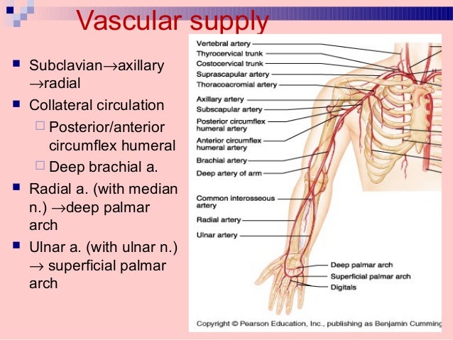 Blood supply & innervation of upper limb