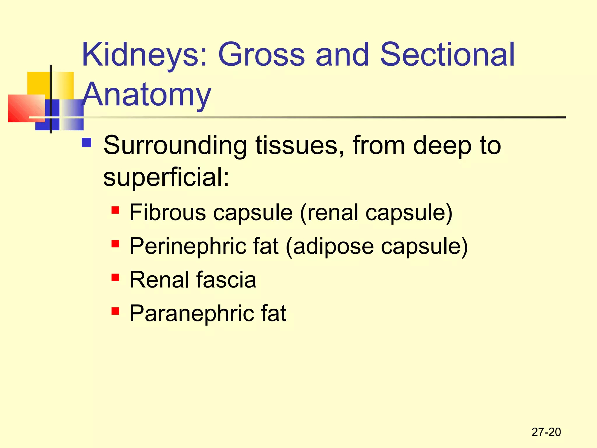 Urinary System | PPT