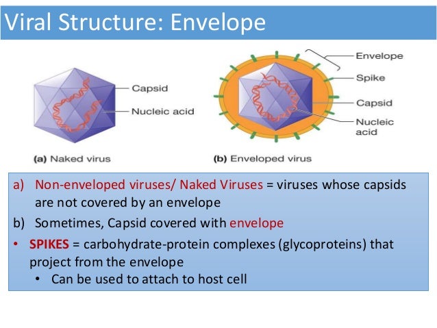 Virus structure
