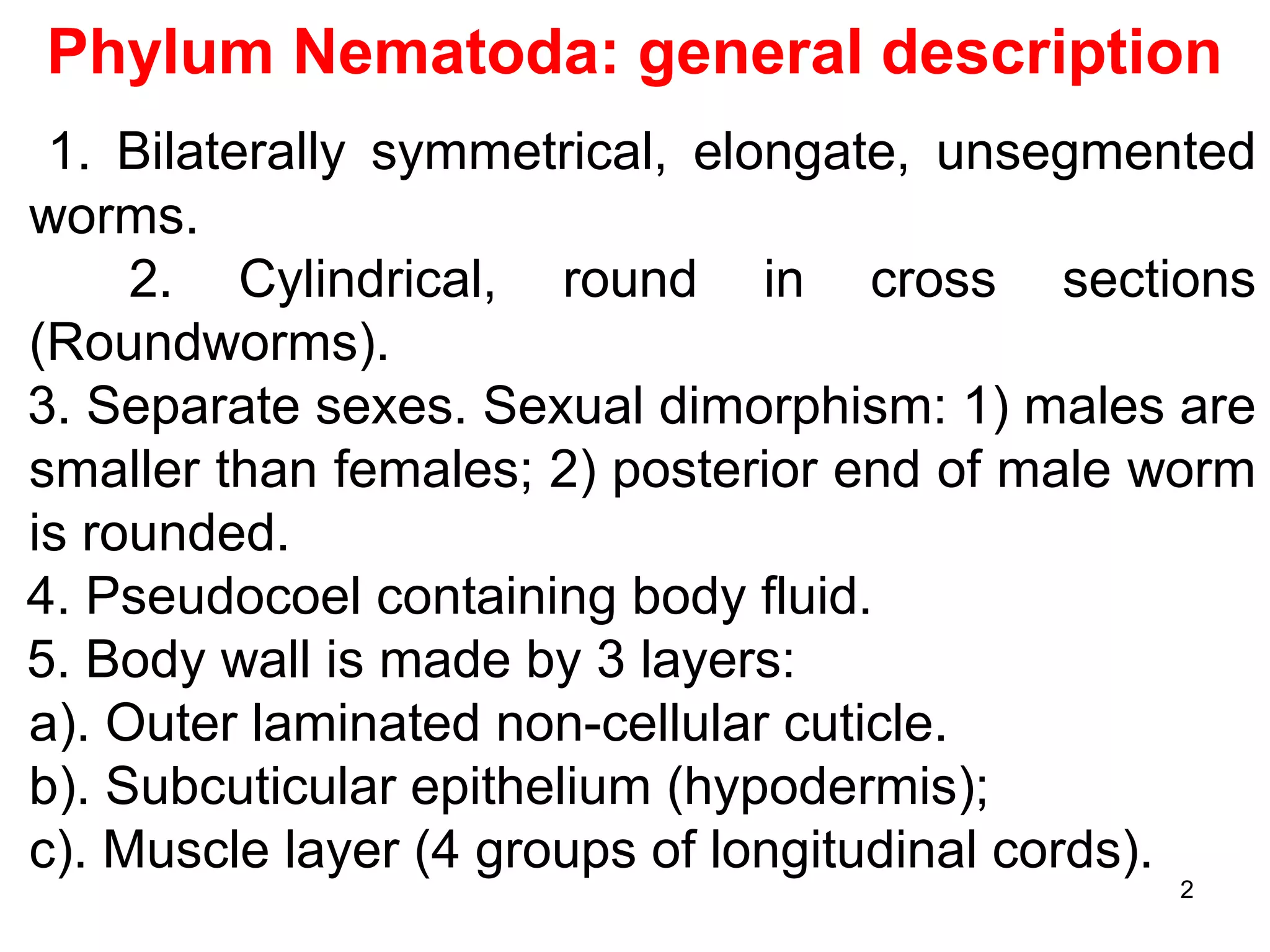 Phylum Nematoda. Roundworms | PPT
