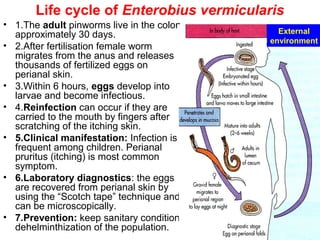 Phylum Nematoda. Roundworms | PPT